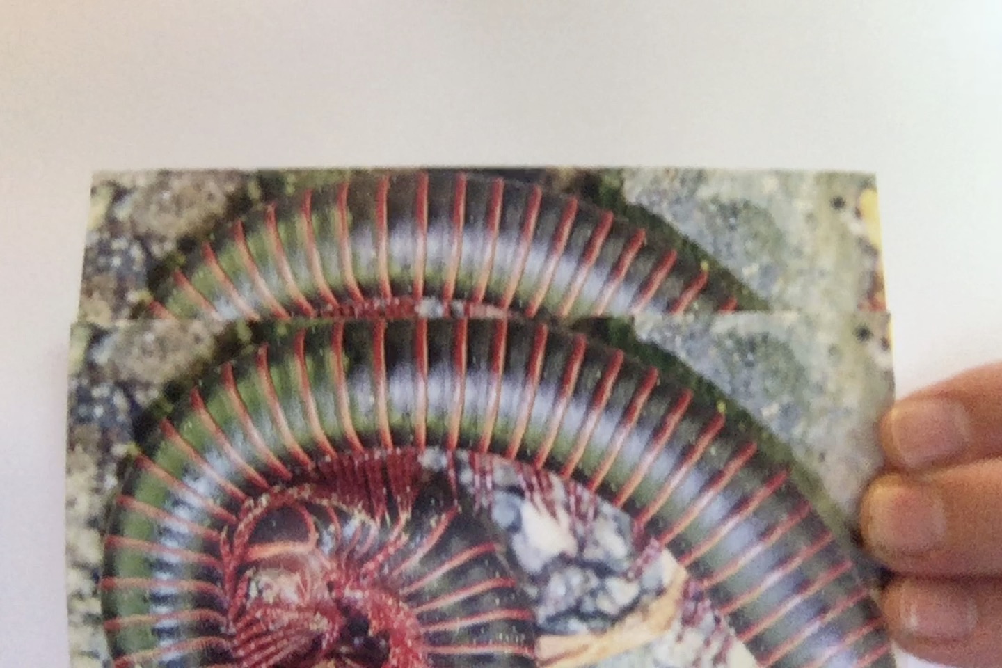 4x6 image is cropped on all four edges when printing it bord... - HP ...
